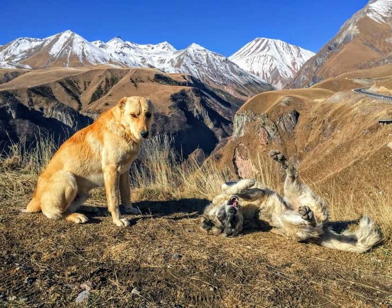 Kazbegi, Stepantsminda, and Gudauri Tour - Practical Tips for the Day