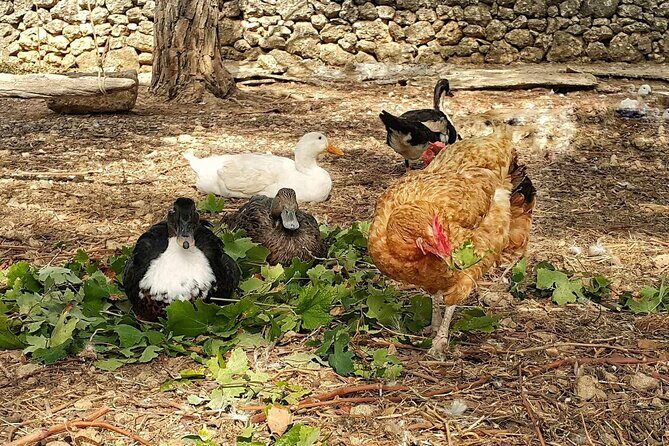 Kefalonia: Private Olive Oil, Honey & Wine Tasting Experience - FAQ