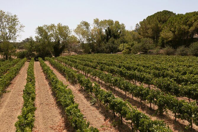 Kefalonia Wine Adventure with 18 Wine Tastings in 3 Wineries - Is It Worth the Price?