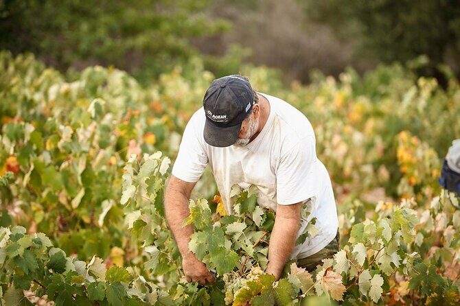Kefalonia Wine Adventure with 18 Wine Tastings in 3 Wineries - Who Should Consider This Tour?
