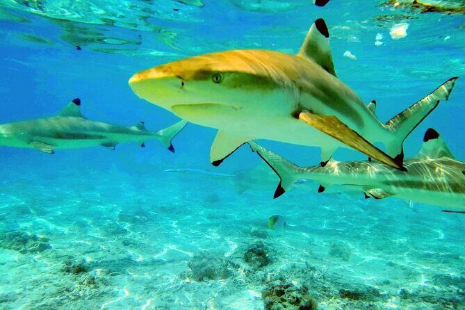 Keishi Tour Half Day Shared Excursion - The Authenticity and Unique Touches