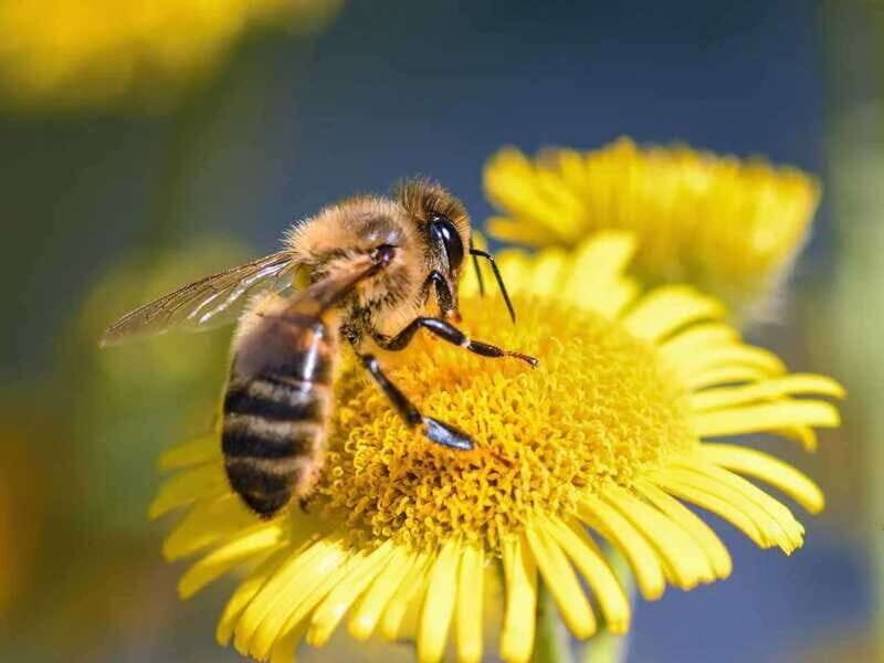 Kelowna: E-Bike Bee Tour w/ Tastings, Lunch, and Audioguide - The Value and Who Will Love It