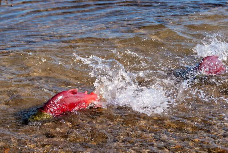 Kelowna: Mission Creek Salmon Run Audio Tour by E-Bike - What’s Included & Practical Details