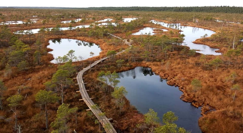 Kemeri National Park & Baltic Seaside Tour Bog Boardwalk - A Complete Breakdown of the Kemeri National Park & Baltic Seaside Tour