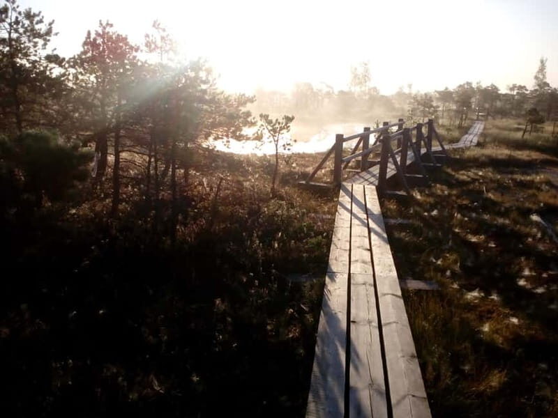 Kemeri National Park Bog Trail near Riga - A Closer Look at the Kemeri National Park Bog Trail Tour
