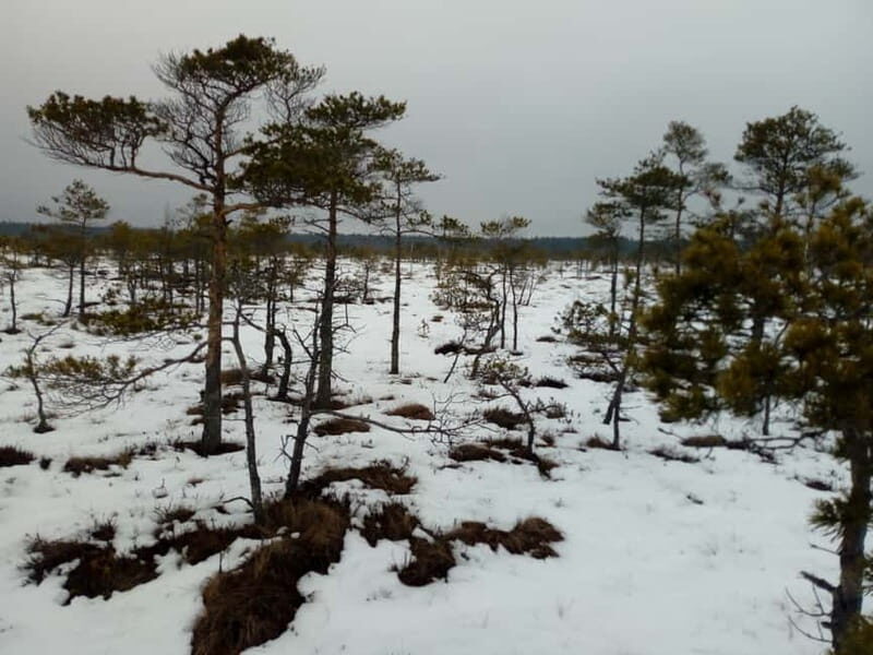 Kemeri National Park Bog Trail near Riga - What We Appreciated Based on Reviews