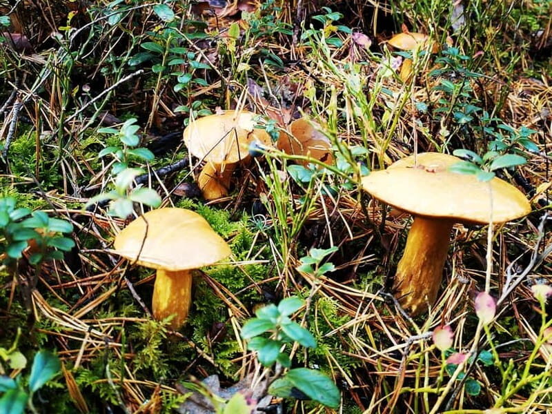 Kemeri National Park Bog Trail near Riga - Final Thoughts: Who Is This Tour For?