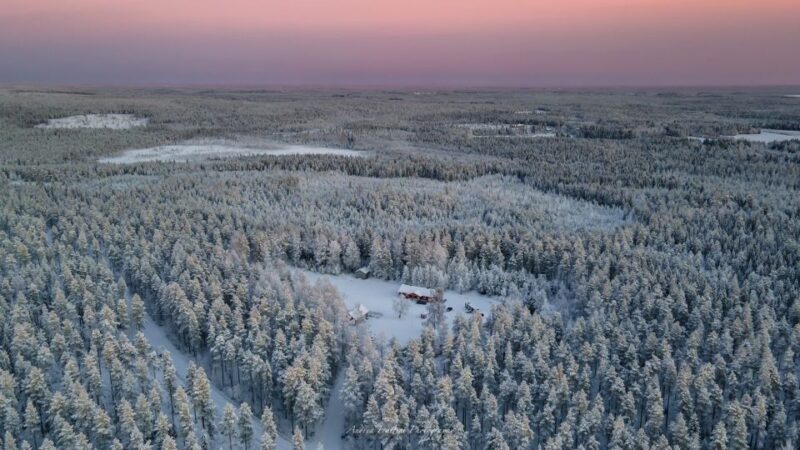 Kemi: Sled Dog Husky Safari Including Hot Drink - An Authentic Arctic Experience with a Gentle Touch