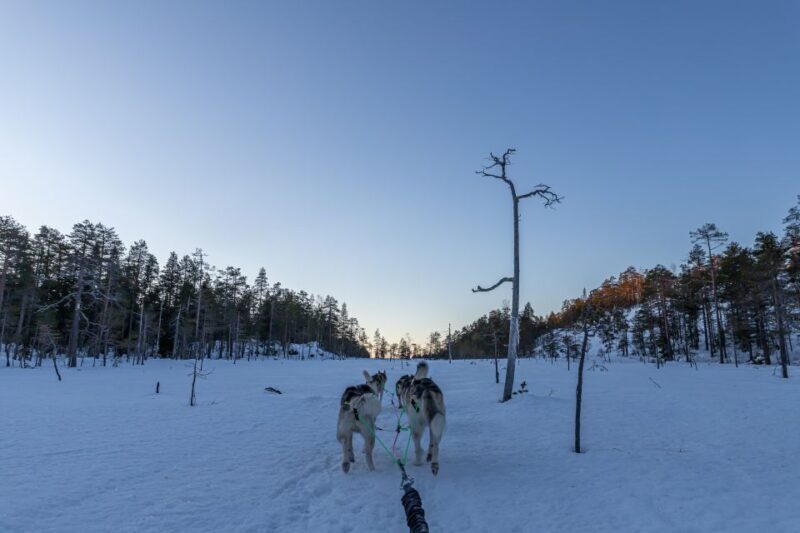 Kemi: Sled Dog Husky Safari Including Hot Drink - Who Should Consider This Tour?