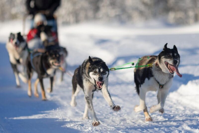 Kemi-Tornio: Husky Sled Ride with Hot Drink - Key Points
