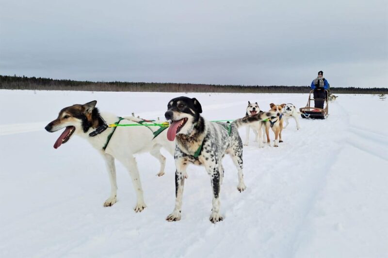 Kemi-Tornio: Husky Sled Ride with Hot Drink - An In-Depth Look at the Husky Sled Experience