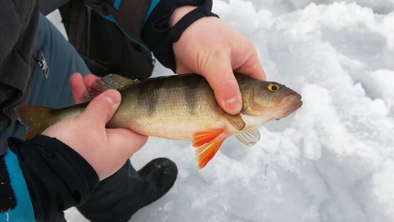 Kemi-Tornio: Ice Fishing Safari with Snowmobiles - FAQs