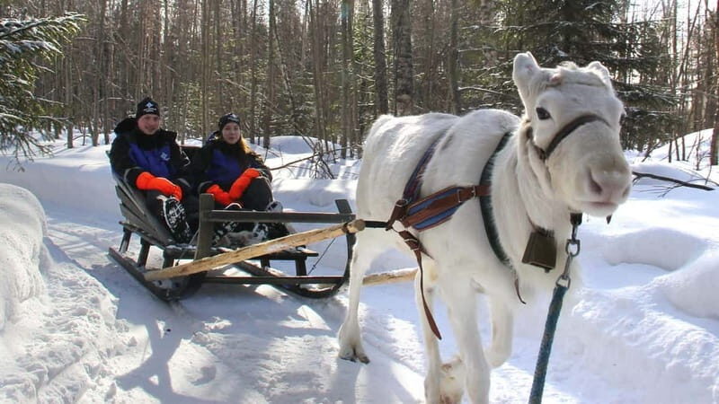 Kemi-Tornio: Reindeer farm experience - Kemi-Tornio: Reindeer Farm Experience – A Genuine Taste of Lapland 