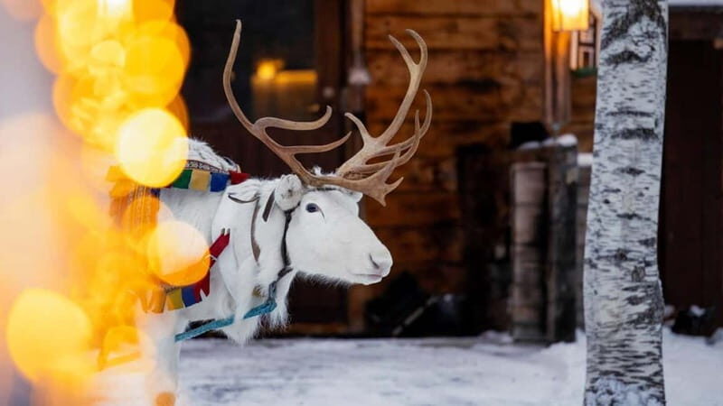 Kemi-Tornio: Reindeer farm experience - Key Points