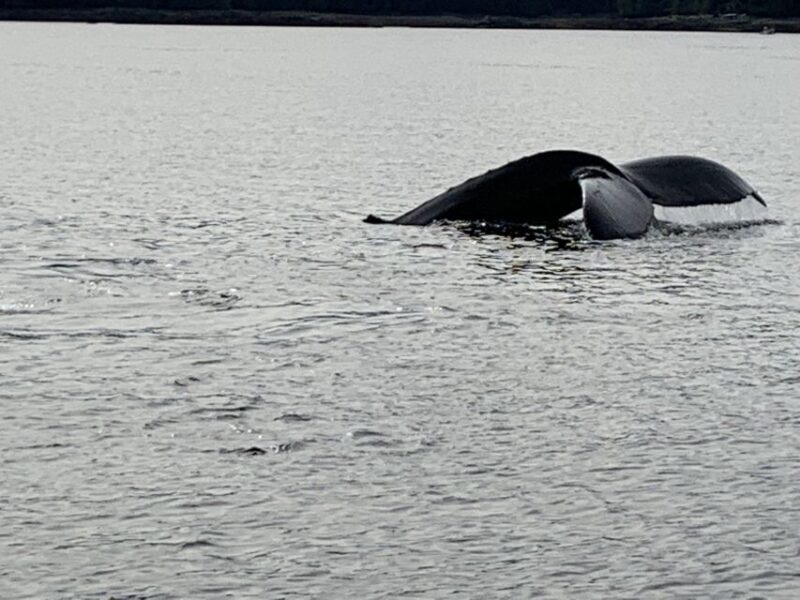 Ketchikan: Marine Wildlife and Whale Watching Boat Tour - An Authentic Wildlife Encounter in Ketchikan