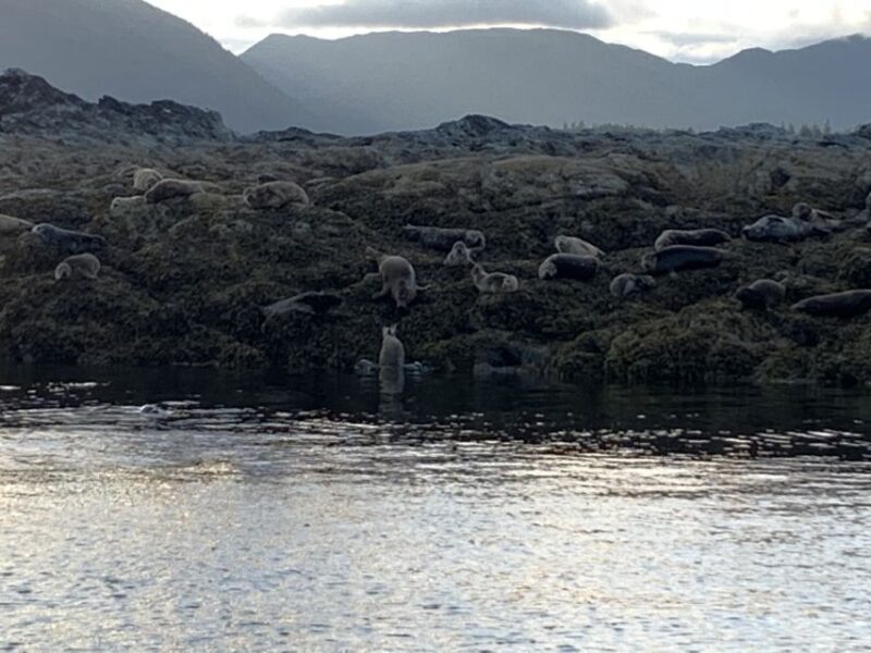 Ketchikan: Marine Wildlife and Whale Watching Boat Tour - Considerations and Tips