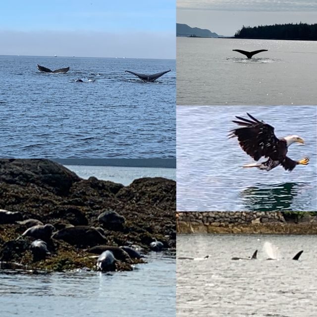 Ketchikan: Marine Wildlife and Whale Watching Boat Tour - Who Will Love This Tour?