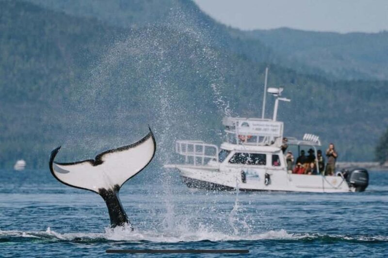 Ketchikan: Orca Cove Fast Boat and Sea Kayak Tour - Authentic Experiences From Past Participants