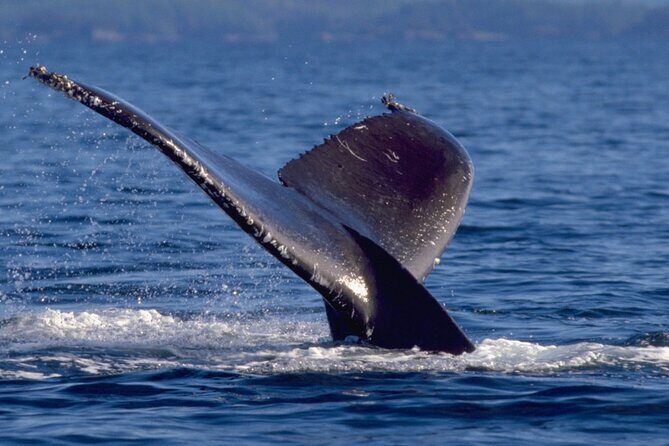 Ketchikan Ultimate Whale Watching, Wildlife, & Wilderness Dining - A Closer Look at the Experience