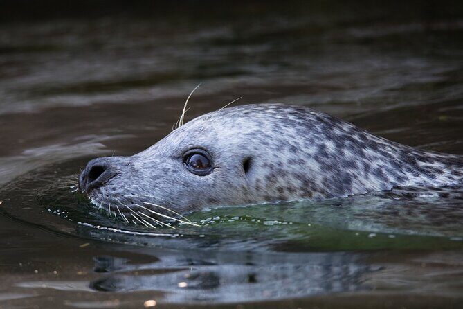 Ketchikan Ultimate Whale Watching, Wildlife, & Wilderness Dining - Final Thoughts: Who Should Book This Tour?