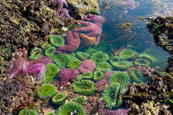 Ketchikan Ultimate Whale Watching, Wildlife, & Wilderness Dining - Frequently Asked Questions (FAQs)