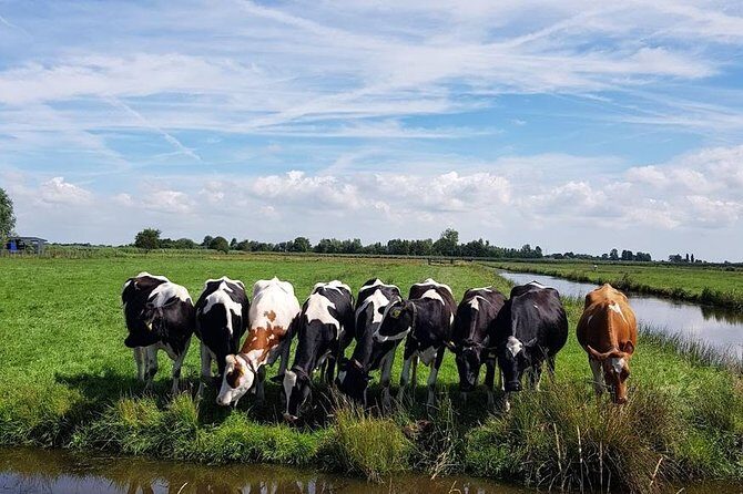 Keukenhof Skip-the-line Tickets: Countryside & Farm Private Tour - The Sum Up