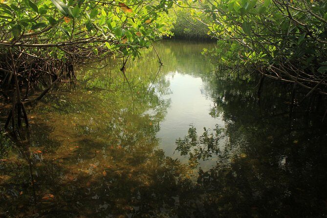 Key Largo Mangrove Private Eco-Tours - Key Points