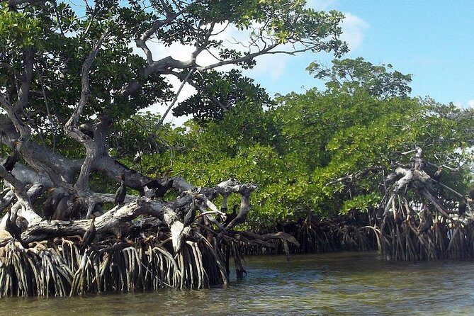 Key Largo Mangrove Private Eco-Tours - Transportation and Group Size