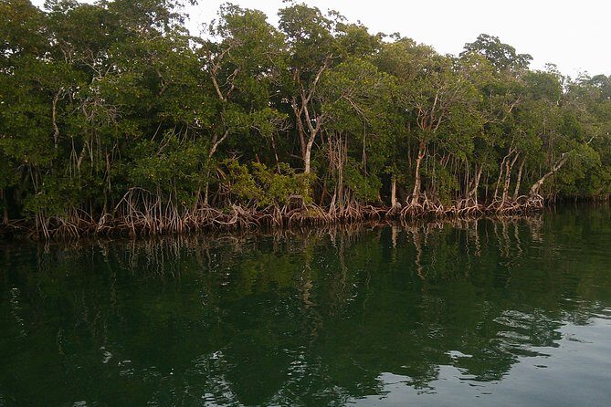 Key Largo Mangrove Private Eco-Tours - The Real Experience from Travelers