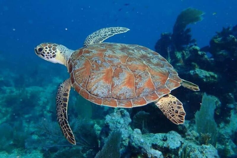 Key Largo: Snorkeling Trip - Who Should Consider This Tour?