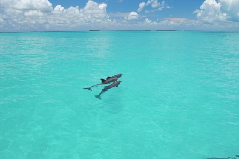 Key West: Dolphin Watching and Snorkeling Eco Cruise Tour - The Dolphin-Watching Cruise