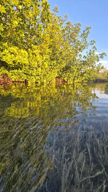 Key West: Kayak or Paddleboard Rental - Discovering the Backcountry of Geiger Key: A Kayak or Paddleboard Rental Experience in Key West