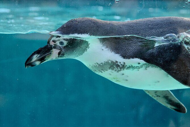 Key West: Morning Snorkeling Breakfast & Drinks, Conch Train - Who Will Love This Tour?