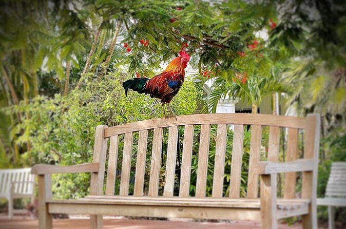 Key West Odyssey: Uncover Island Secrets, Walk by Locals - The Sum Up