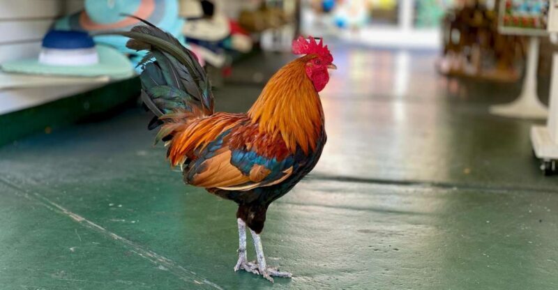 Key West: Secret Walking Food Tour - Who This Tour Suits Best