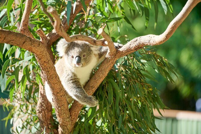 Kiama & Kangaroos - Sydney South Coast Escape - Who Is This Tour Best For?