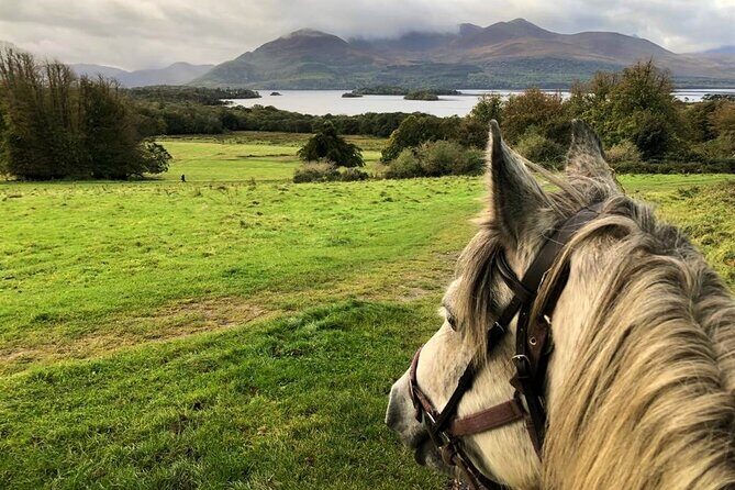 Killarney National Park Horseback Ride. Co Kerry. Guided. 1 hour. - An In-Depth Look at the Killarney National Park Horseback Ride
