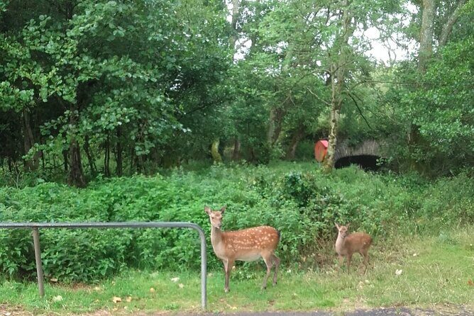 Killarney National Park Tour - An In-Depth Look at the Killarney National Park Tour