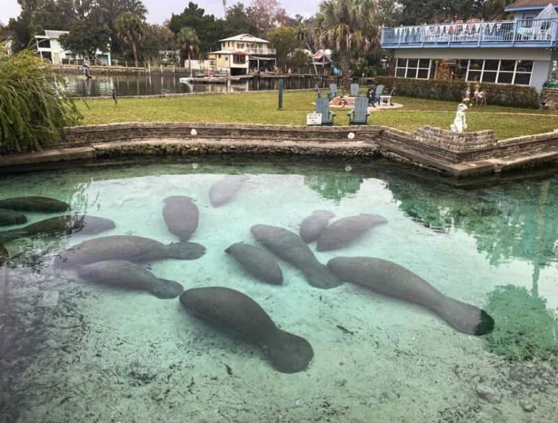 Kings Bay, Crystal River: Gentle Sunrise Manatee Kayak Tour - FAQ  