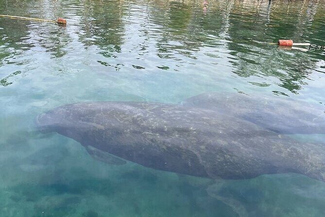 Kings Bay Manatee Watching Cruise - Who Should Consider This Tour?