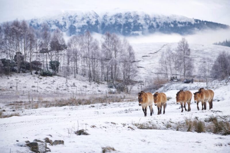 Kingussie: Highland Wildlife Park Entry Ticket - An In-Depth Look at Highland Wildlife Park