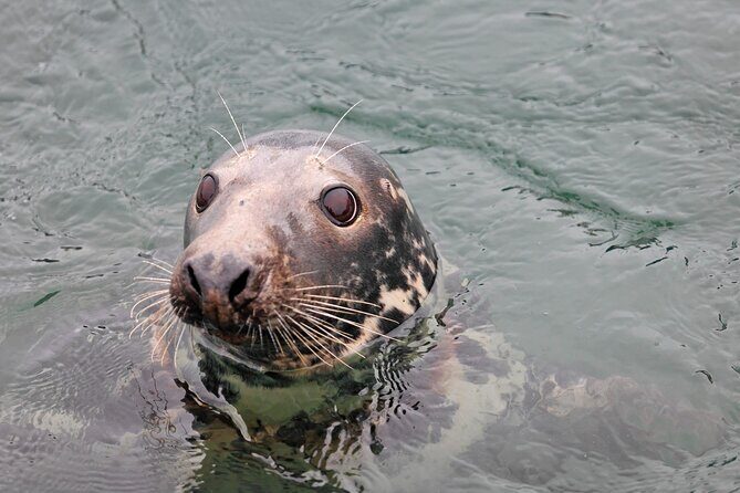 Kinsale Cruise, Kinsale ( 50 minutes) - Key Points