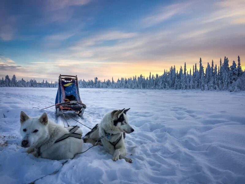 Kiruna: Dogsledding Husky tour with Lunch - Key Points