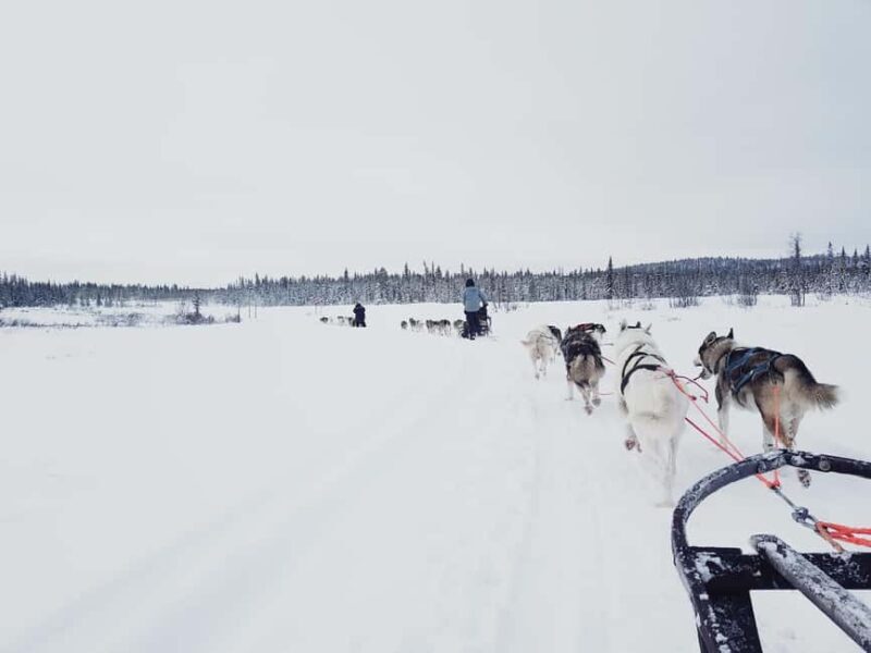 Kiruna: Dogsledding Husky tour with Lunch - What to Expect from the Dogsledding Husky Tour in Kiruna