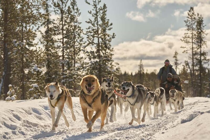 Kiruna: Family-friendly Short Husky Tour with Coffee - Authentic Insights from Reviewers
