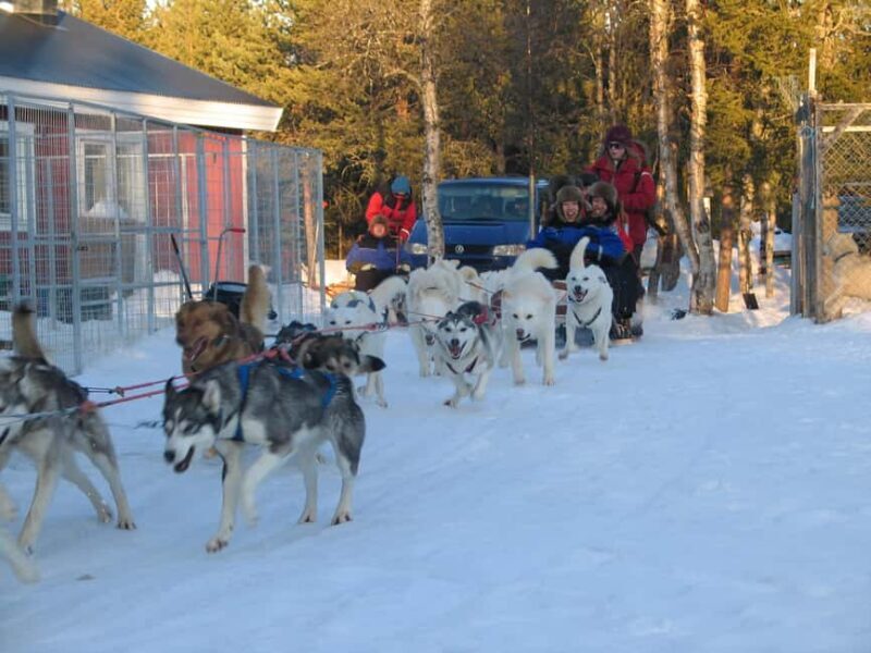 Kiruna: Family-friendly Short Husky Tour with Coffee - Final Thoughts: Is This Tour Right for You?