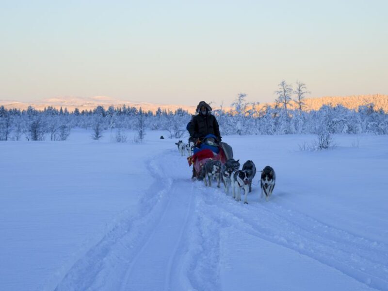 Kiruna: Guided Afternoon Drive Your Own Dog Sled Tour - Key Points