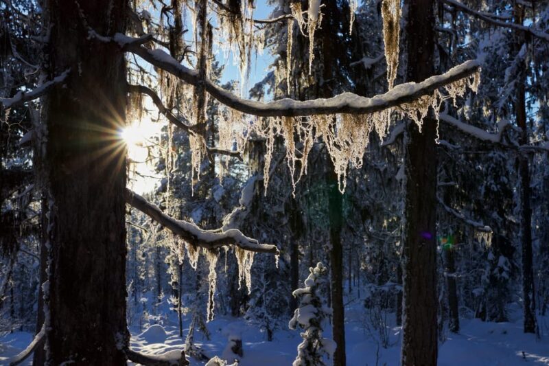 Kiruna: Morning Husky Sled Ride with Coffee Break - Key Points