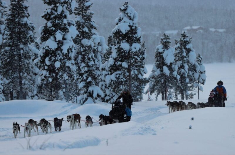 Kiruna: Morning Husky Sled Ride with Coffee Break - An In-Depth Look at the Kiruna Husky Sled Tour