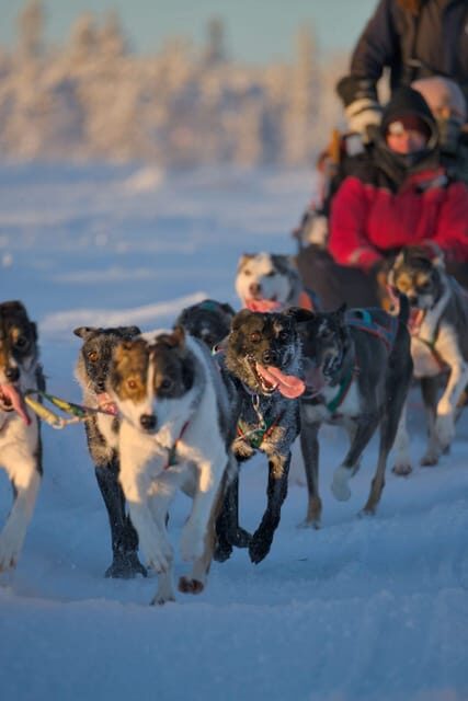 Kiruna: Morning Husky Sled Ride with Coffee Break - FAQ